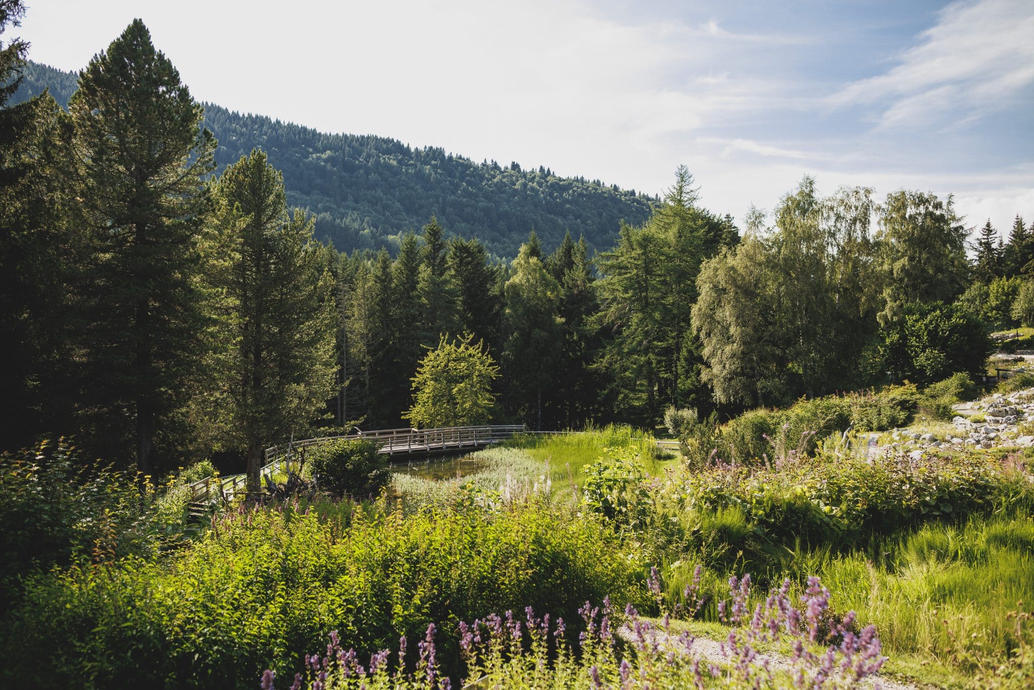 Agevolazioni - Giardino Botanico Alpino, Viote del Monte Bondone | Muse ...