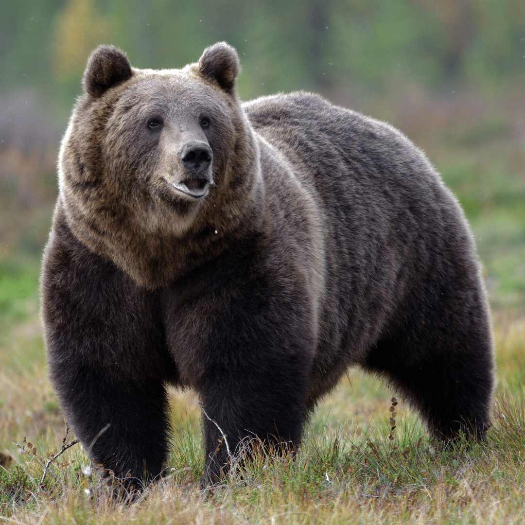 L'uomo e l'orso possono convivere? | Muse - Museo delle Scienze di Trento