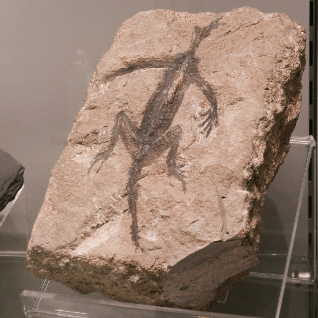 La pelle di uno dei più celebri rettili italiani è vera? | Muse - Museo ...